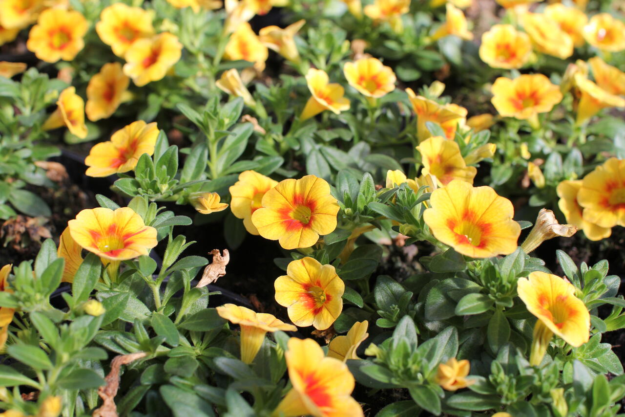 Minipetúnie, Million Bells 'Aloha Kona Tiky Mango' - Calibrachoa ...