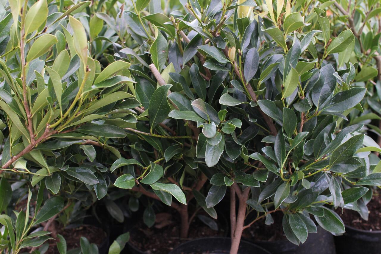 Distylium x 'Blue Cascade' | Zahradnictví FLOS