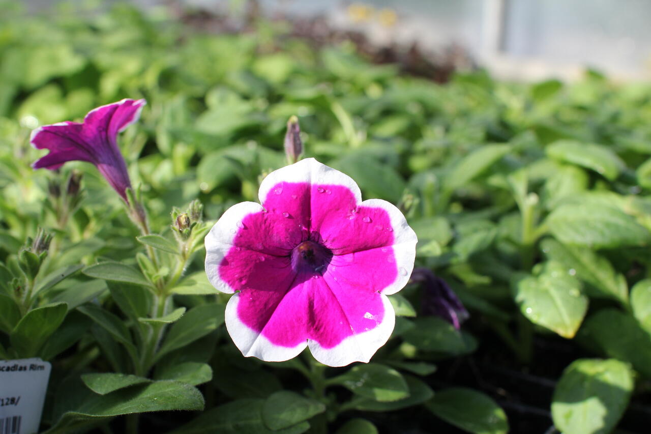 Petúnie 'Cascadias Rim Cherry' - Petunia hybrida 'Cascadias Rim Cherry ...