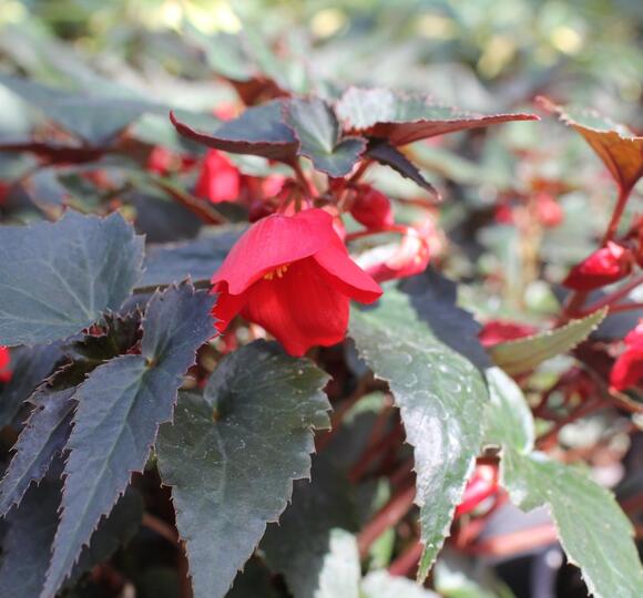Sazenice begónie - begonia | Zahradnictví FLOS