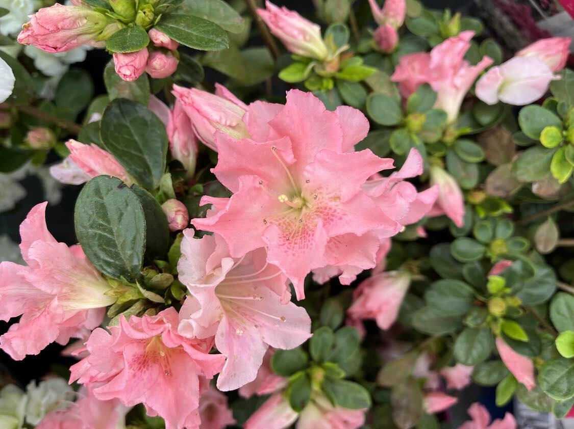 Azalka japonská 'Bloom Champion Salmon' - Azalea japonica 'Bloom ...