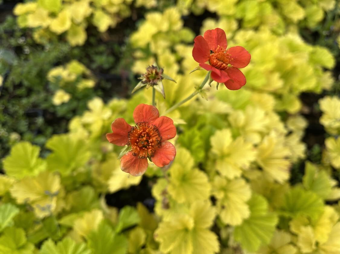 Kuklík šarlatový 'Eos' - Geum coccineum 'Eos' | Zahradnictví FLOS