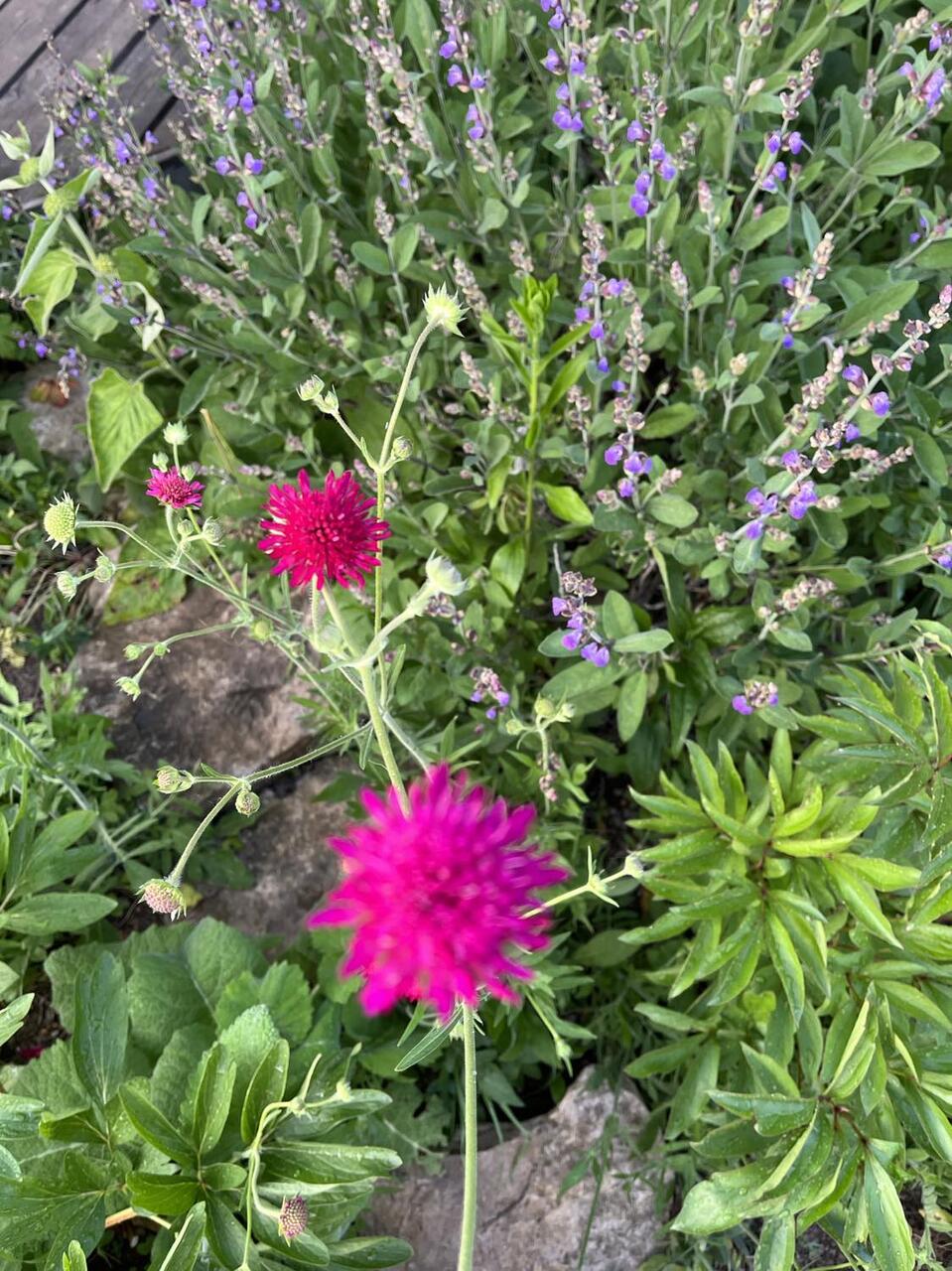 3 suchomilné trvalky, které přežijí i to největší sucho | Všechny články