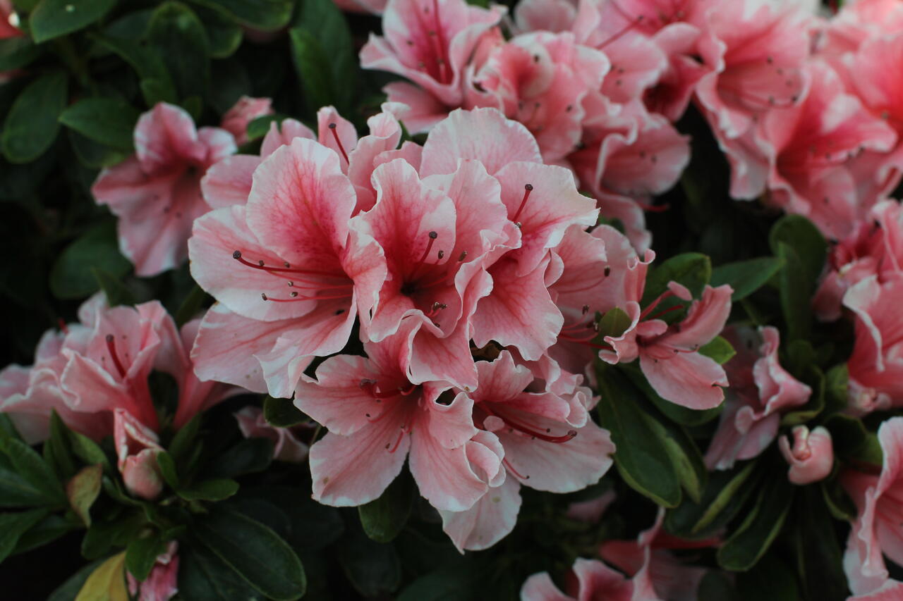 Azalka japonská 'Encore Sunburst' - Azalea japonica 'Encore Sunburst ...