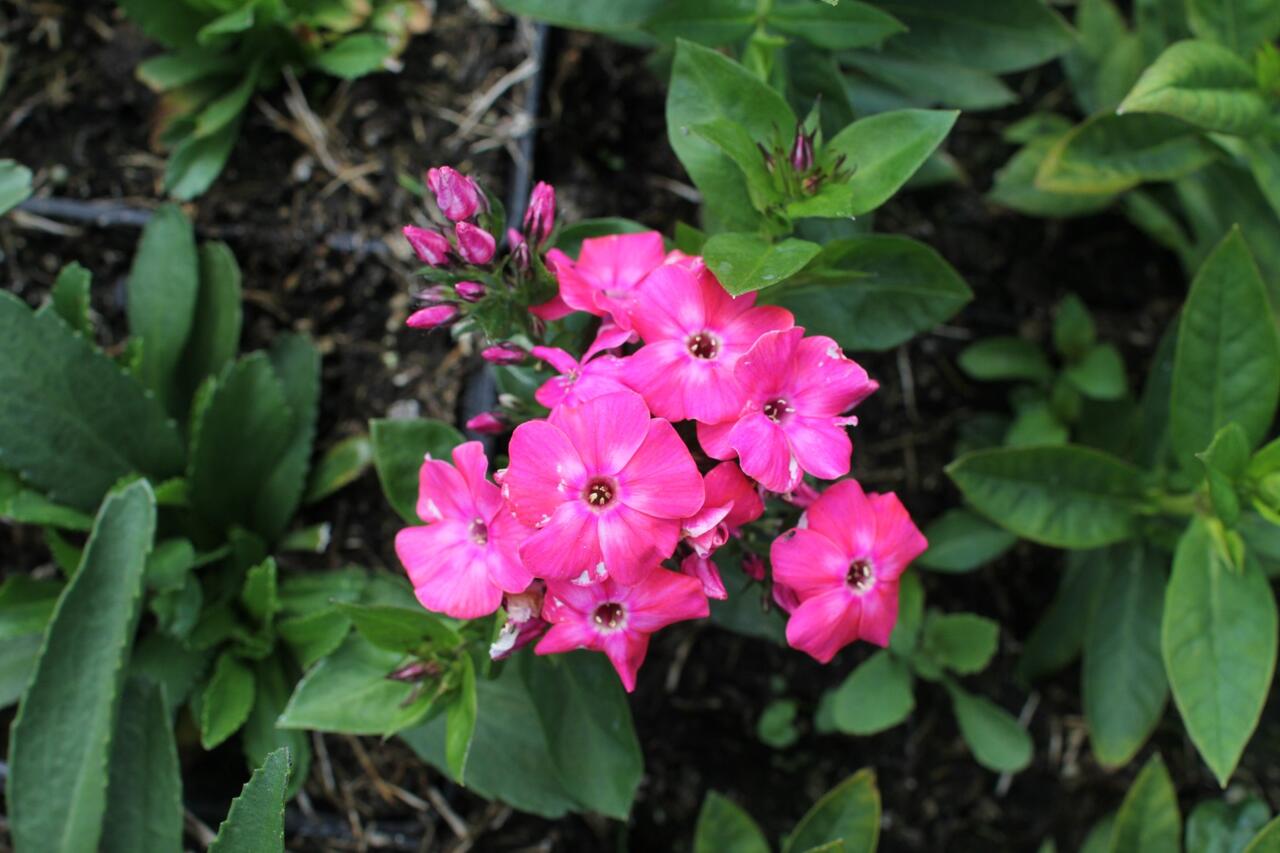 Plamenka latnatá 'Flame Pro Cercise' - Phlox paniculata 'Flame Pro ...