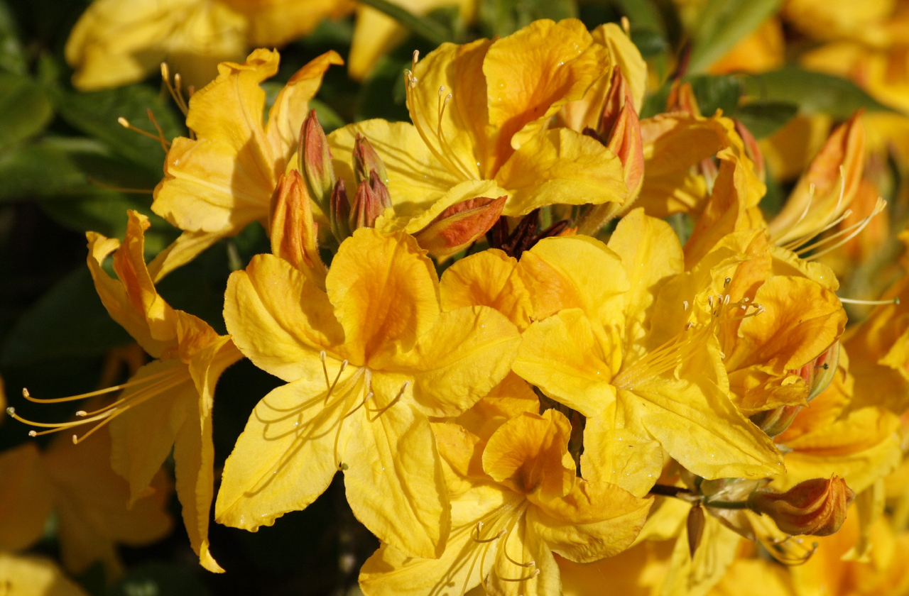 Azalka 'Goldtopaz' - Azalea (KH) 'Goldtopaz' | Zahradnictví FLOS