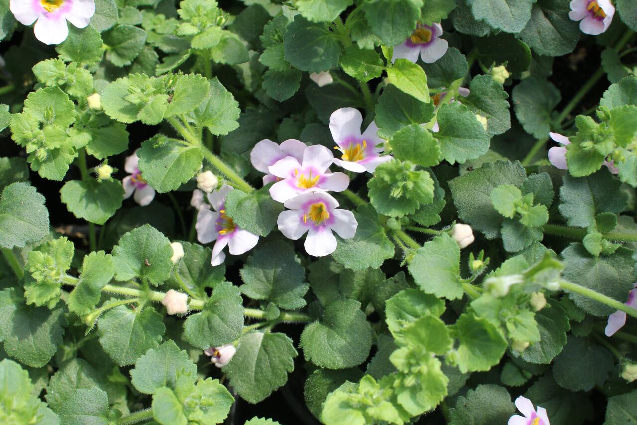 Bakopa 'Gulliver Compact Blush' - Sutera diffusus 'Gulliver Compact ...