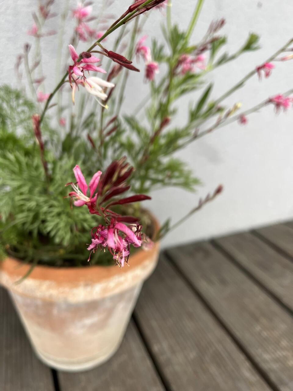 3 módní a ověřené trvalky na slunce a do sucha | Všechny články