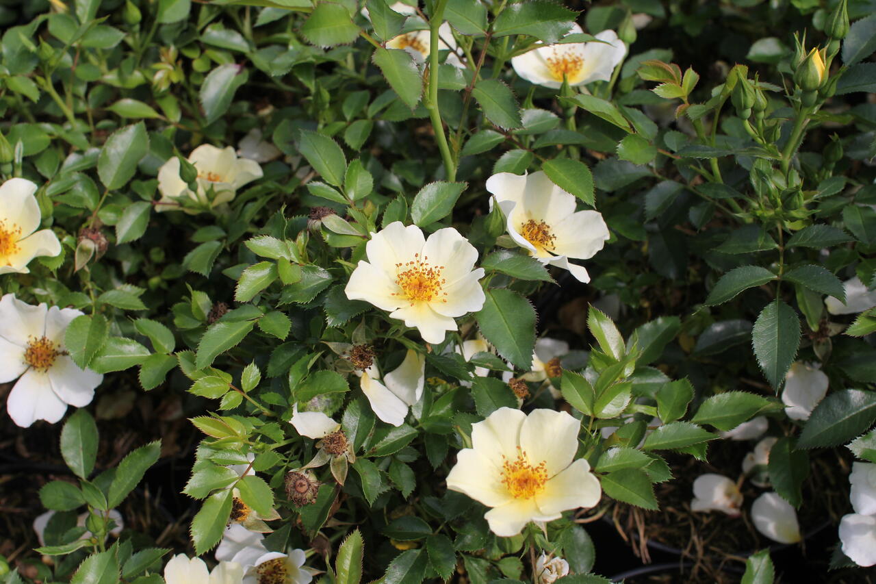 Růže půdopokryvná 'Bee Gold' - Rosa PK 'Bee Gold' | Zahradnictví FLOS