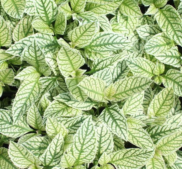 Janeba drsná 'Venus' - Heliopsis helianthoides 'Venus' | Zahradnictví FLOS