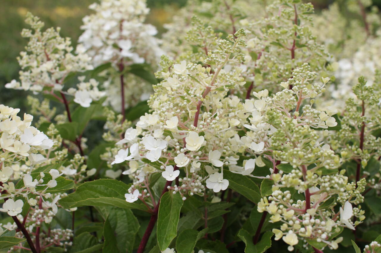Hortenzie latnatá 'Magical Candle' - Hydrangea paniculata 'Magical ...