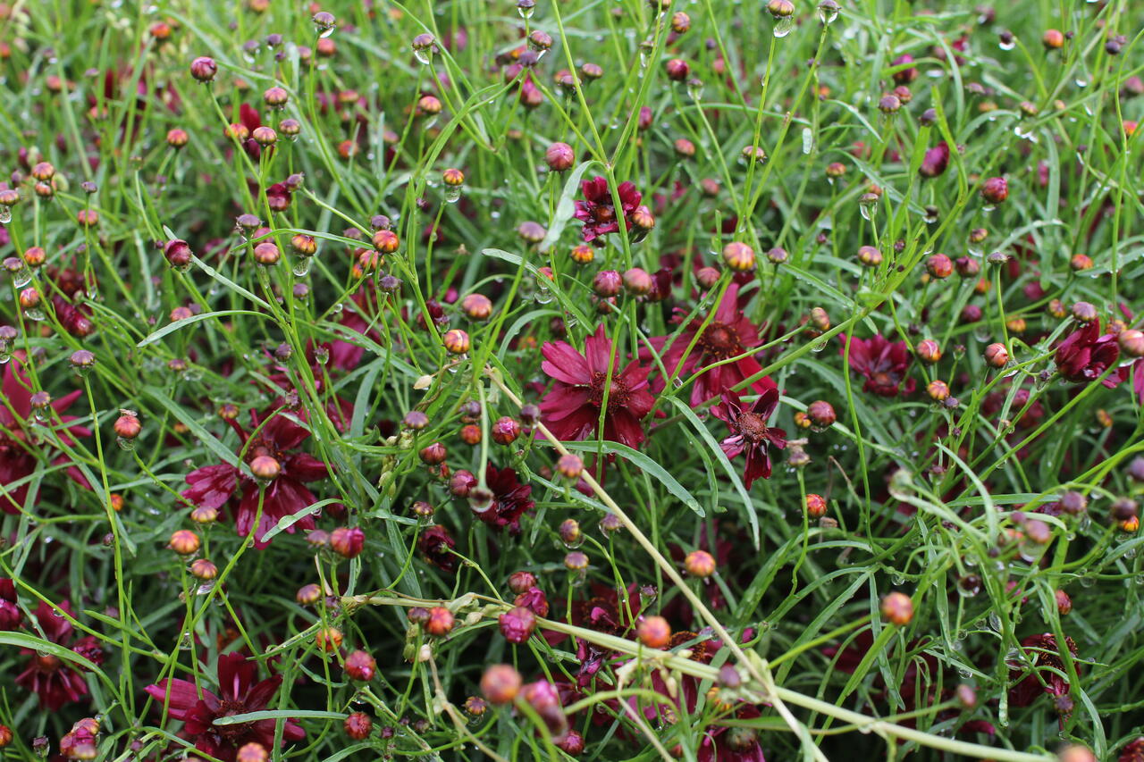 Krásnoočko přeslenité 'Limerock Ruby' - Coreopsis verticillata ...