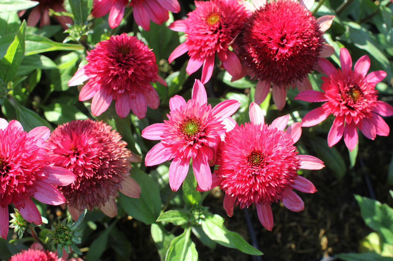 Třapatkovka nachová 'Sunny Days Ruby' - Echinacea purpurea 'Sunny Days ...