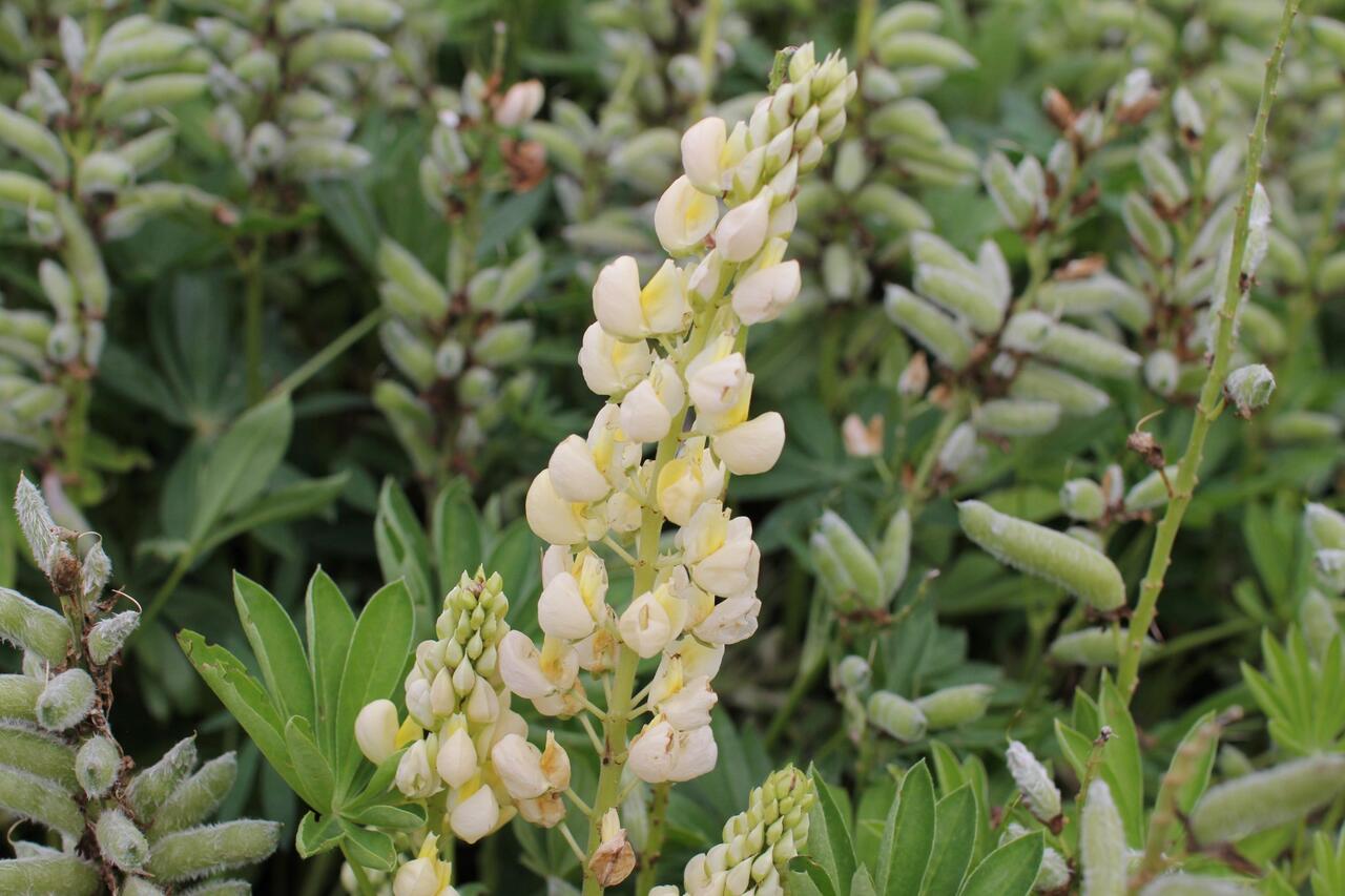 Lupina mnoholistá 'Gallery Yellow' - Lupinus polyphyllus 'Gallery ...