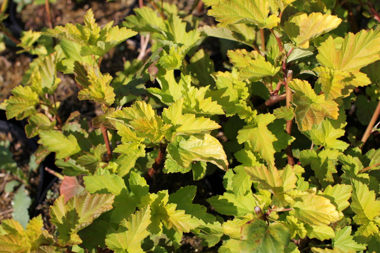 Tavola kalinolistá 'Magic Ball' - Physocarpus opulifolius 'Magic Ball ...