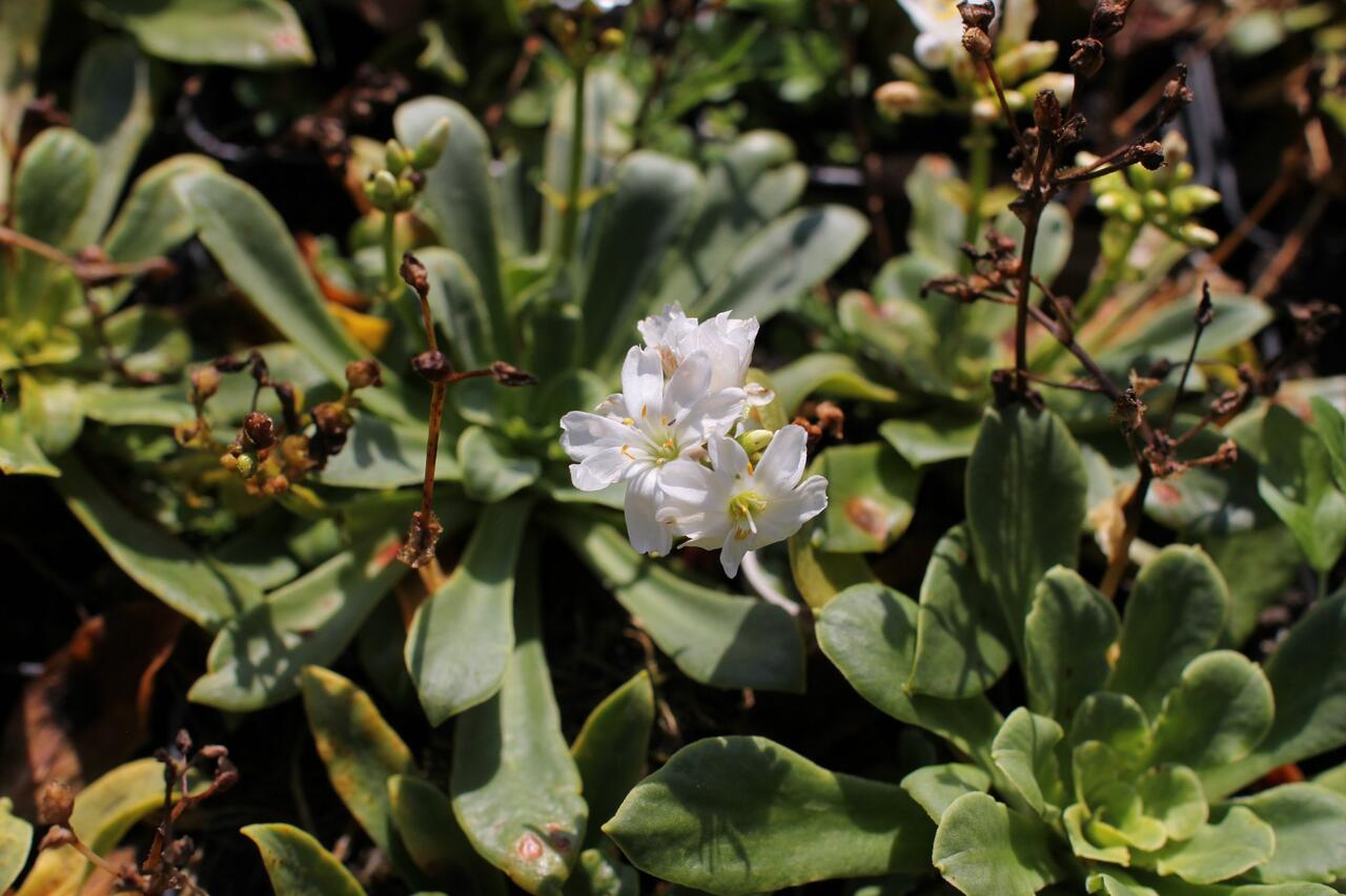 Levisie 'Elise White' - Lewisia x cotyledon 'Elise White ...