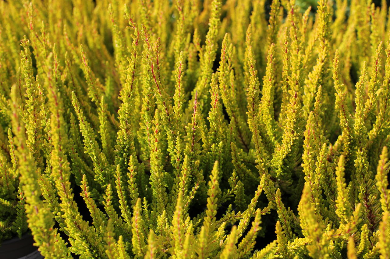 Vřes obecný (Sunset girls®) 'Zoe' - Calluna vulgaris (Sunset girls ...