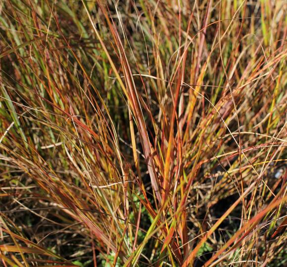 Kavyl péřovitý - Stipa tenuissima | Zahradnictví FLOS