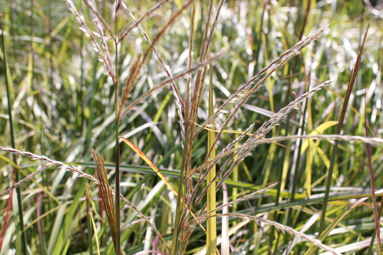 Ozdobnice čínská 'Ruby Cute' - Miscanthus sinensis 'Ruby Cute ...