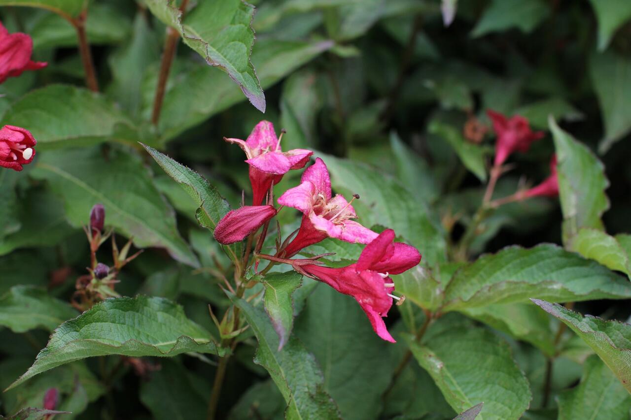 Vajgélie květnatá 'Lucifer' - Weigela florida 'Lucifer' | Zahradnictví FLOS