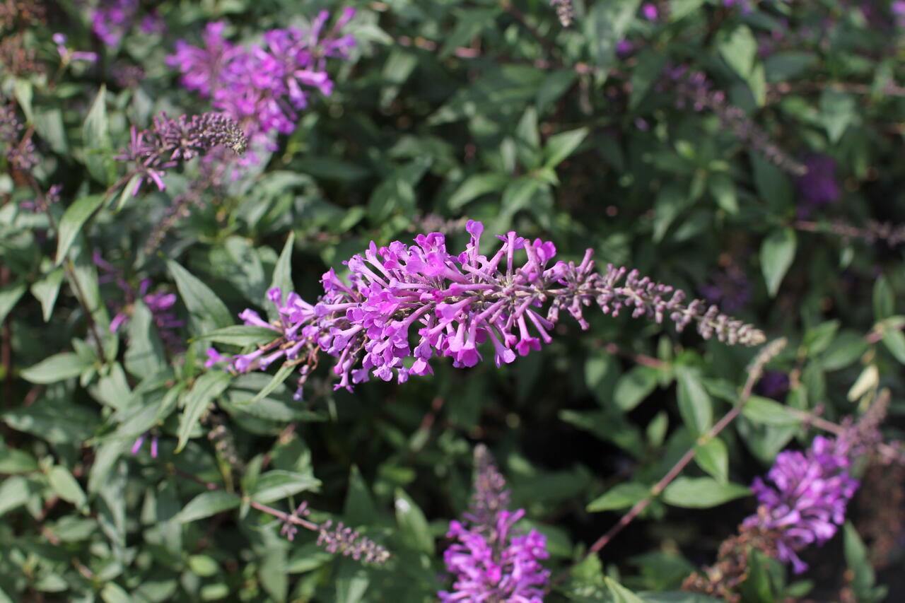 Motýlí keř, Komule Davidova 'Argus Velvet' - Buddleja davidii 'Argus ...