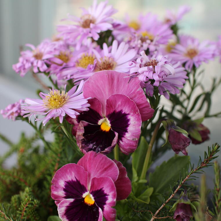 Macešky v hlavní roli | Všechny články