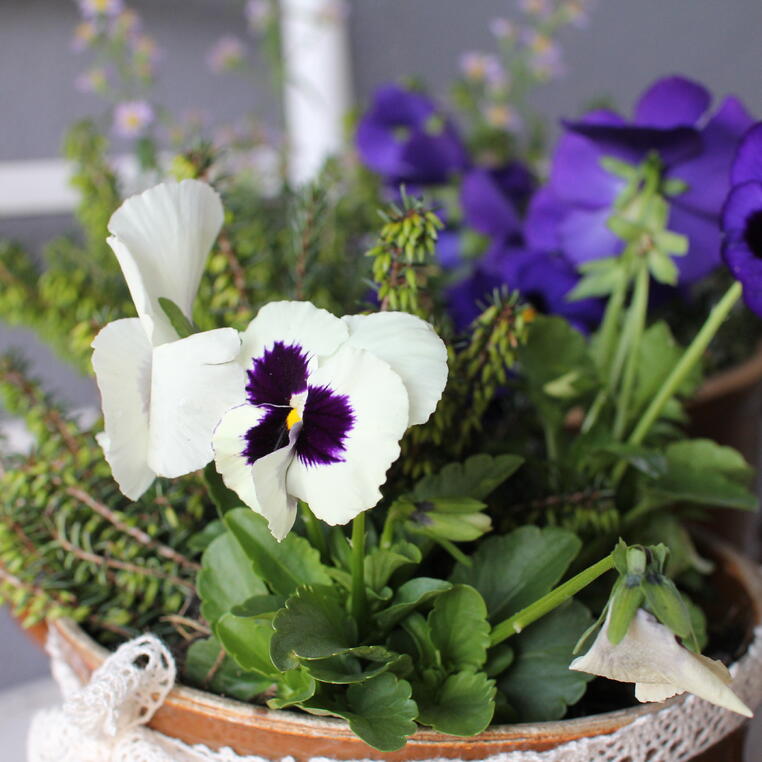 Macešky v hlavní roli | Všechny články