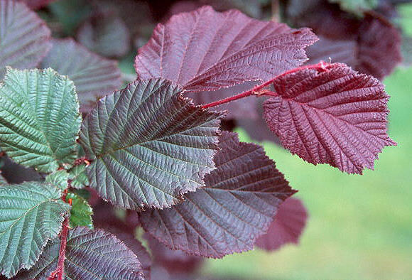 Líska obecná | Zahradnictví FLOS
