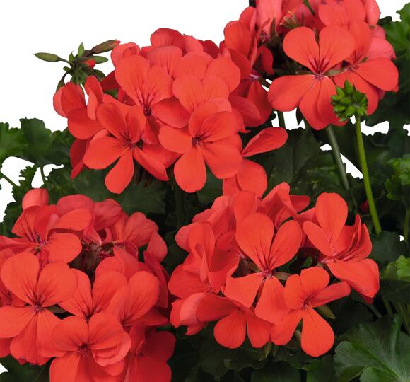 Sazenice muškátů - perargonium | Zahradnictví FLOS