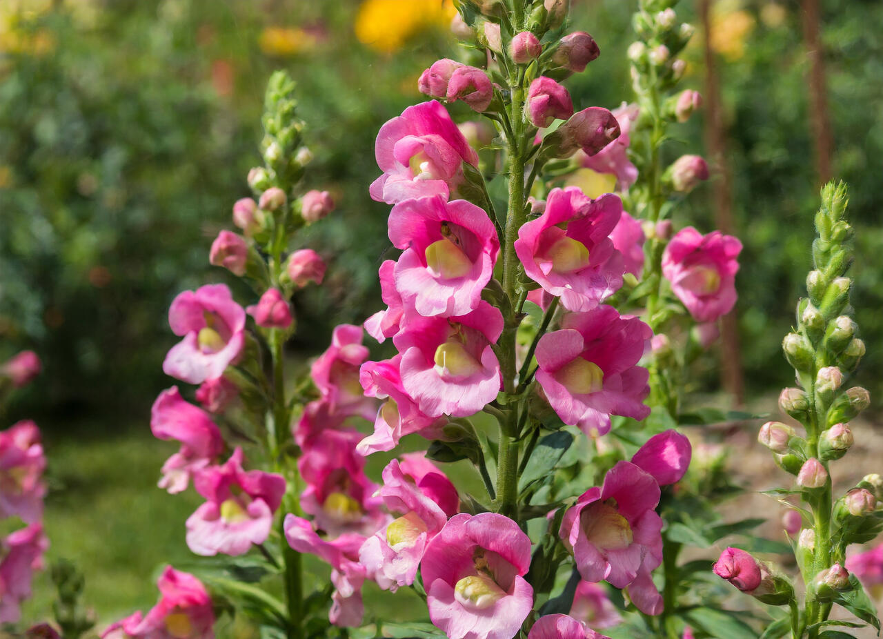 Hledík větší 'Dazzling Lips Pink' - Antirrhinum majus 'Dazzling Lips ...