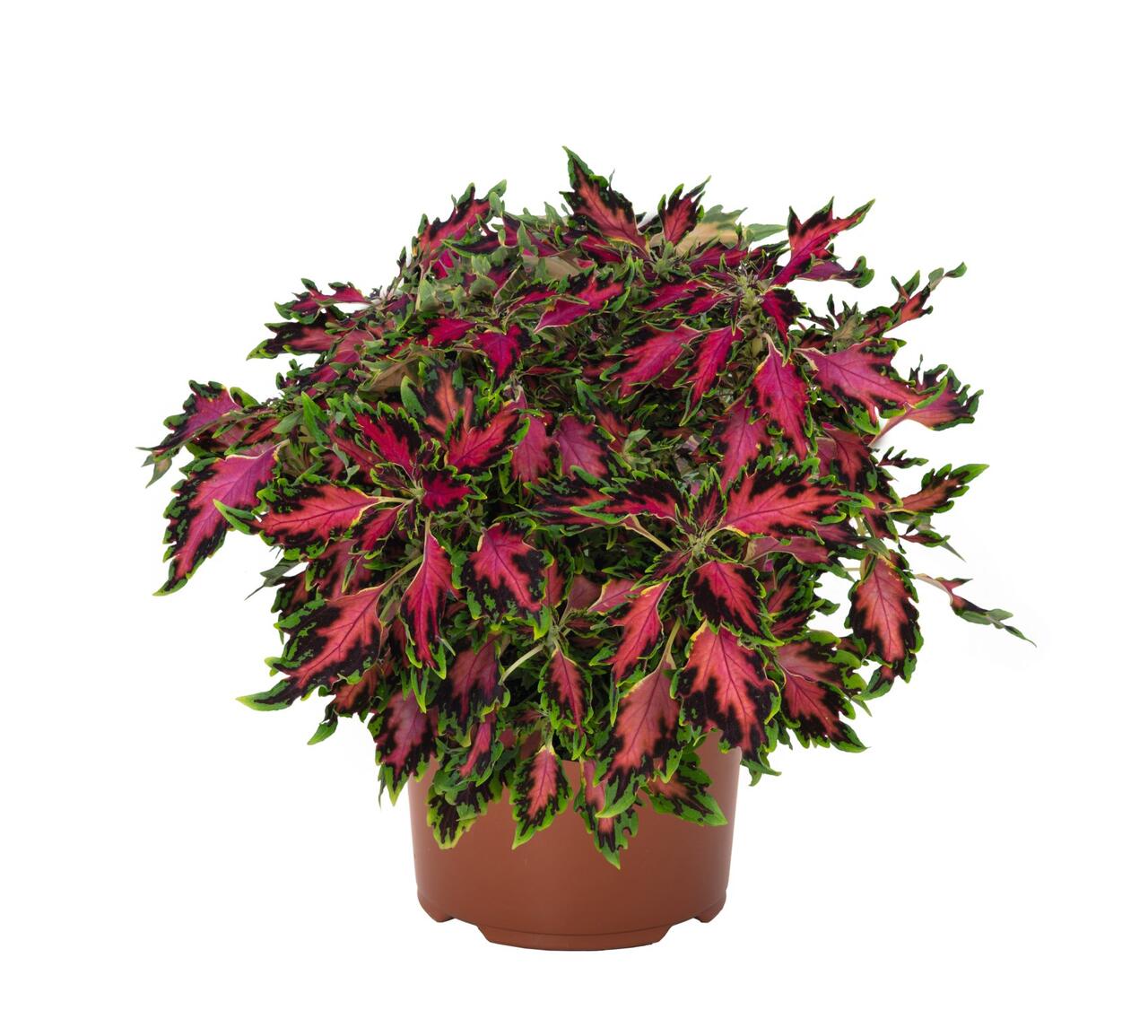 Pochvatec, Pokojová kopřiva 'Vegas Neon' - Coleus blumei 'Vegas Neon ...