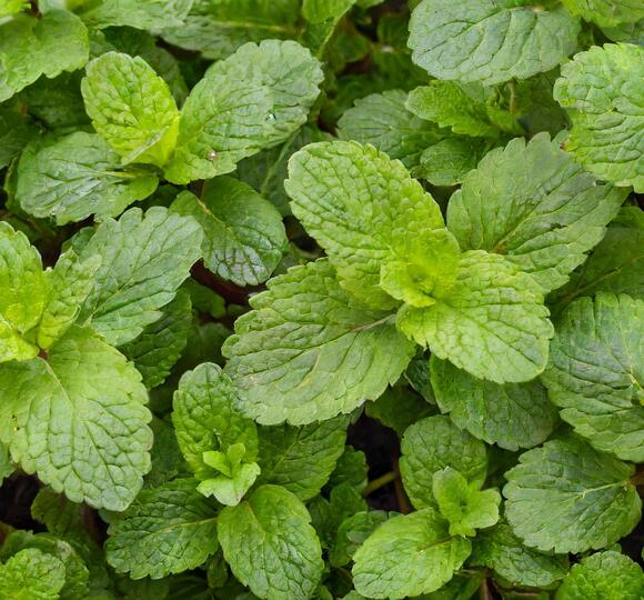 Routa vonná - Ruta graveolens | Zahradnictví FLOS