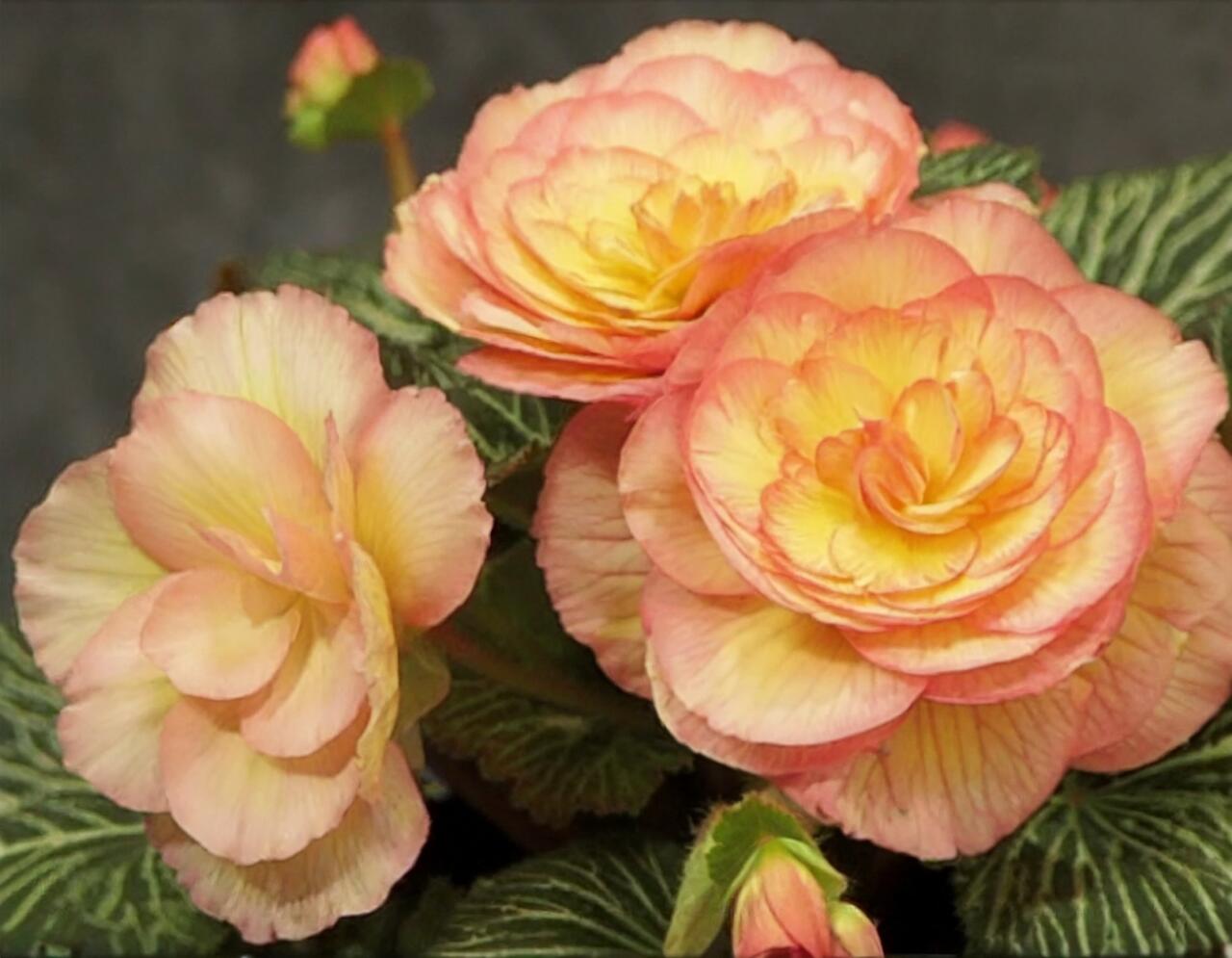 Begónie hlíznatá 'Tubby F1 Peach Bicolor' - Begonia tuberhybrida 'Tubby ...