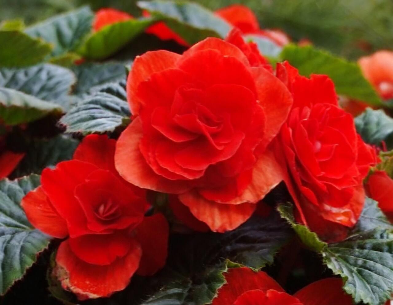 Begónie hlíznatá 'Tubby F1 Red' - Begonia tuberhybrida 'Tubby F1 Red ...