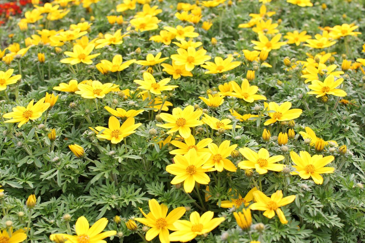 Dvouzubec prutolistý - Bidens ferulifolia 'Bidy Boom Yellow Big ...