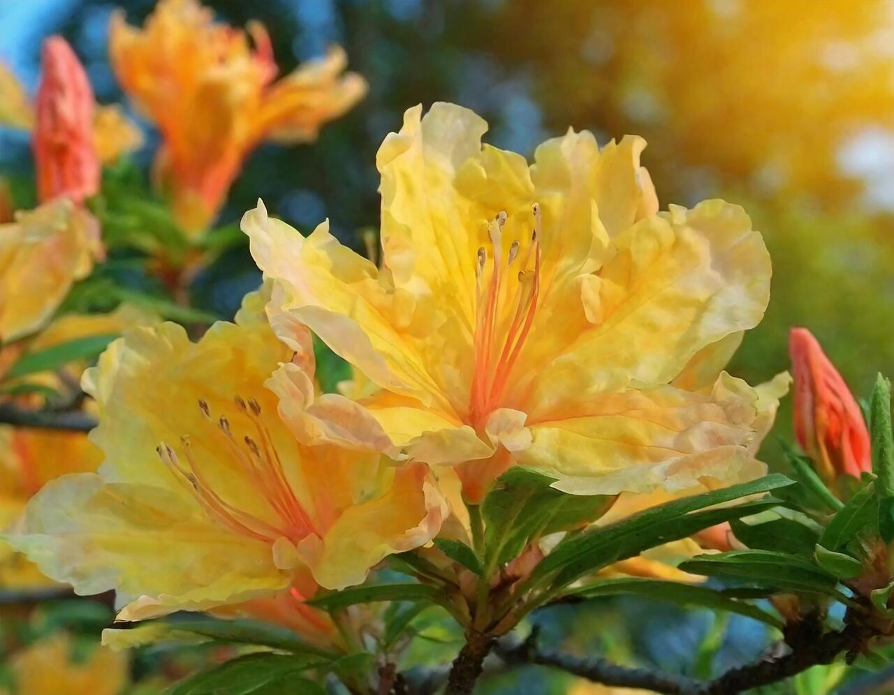 Azalka 'Golden Lights' - Azalea (KH) 'Golden Lights' | Zahradnictví FLOS