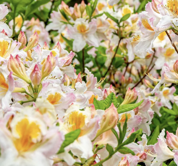 Sazenice azalky - azalea | Zahradnictví FLOS