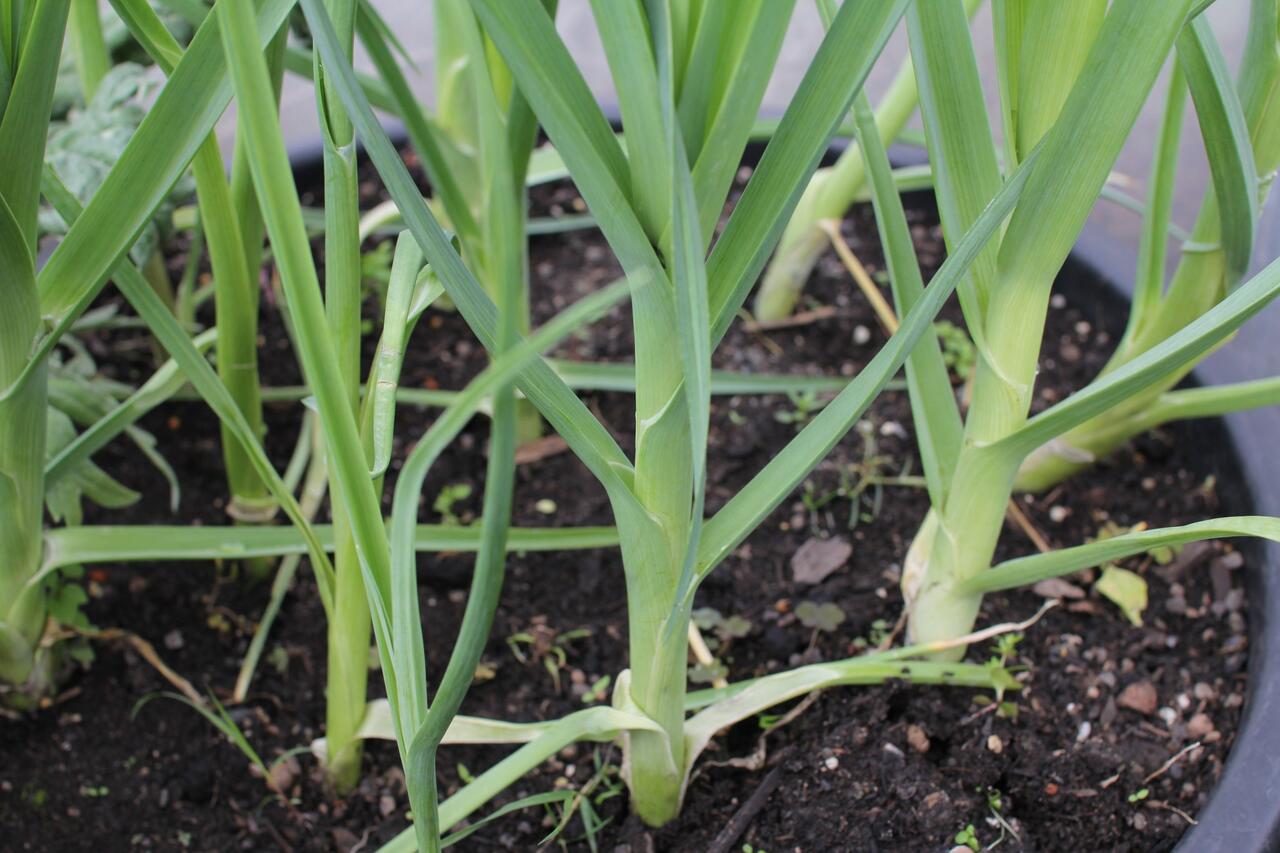 Pór zimní 'Winner' - Allium porum 'Winner' | Zahradnictví FLOS