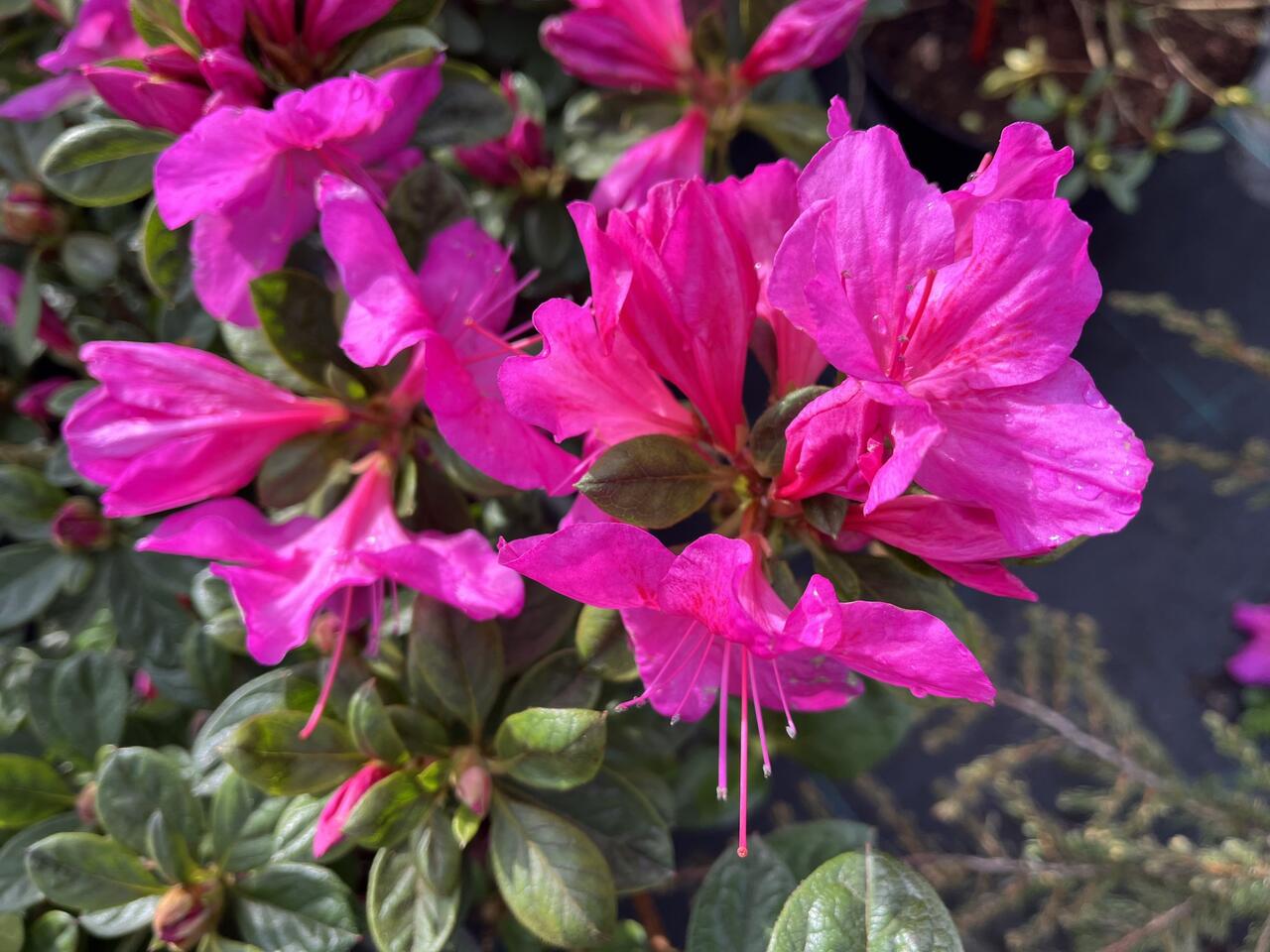 Azalka japonská 'Bloom Champion Lila' - Azalea japonica 'Bloom Champion Lila' | Zahradnictví FLOS