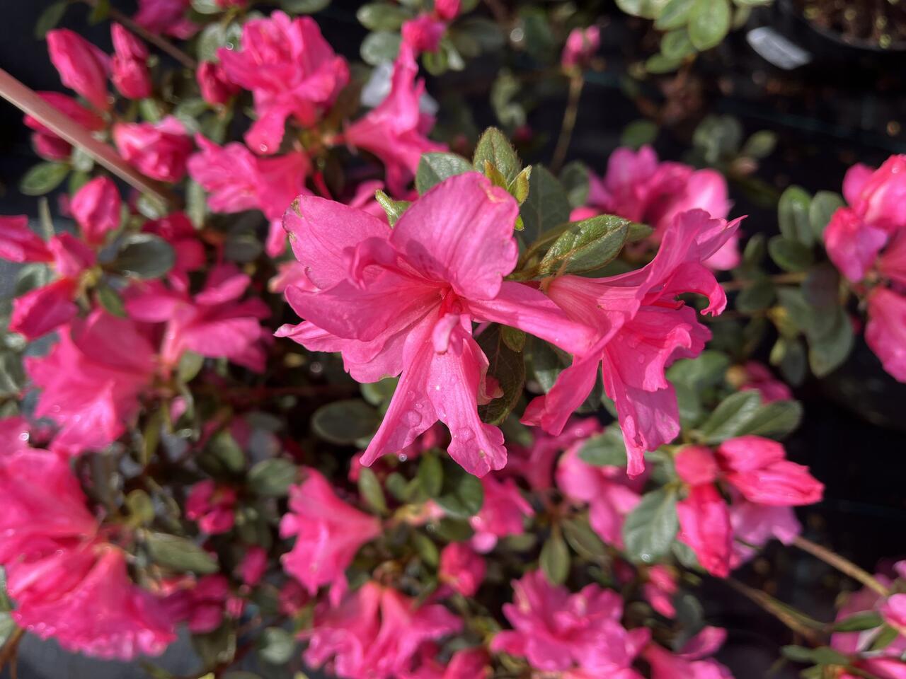Azalka japonská 'Bloom Champion Roze' - Azalea japonica 'Bloom Champion ...
