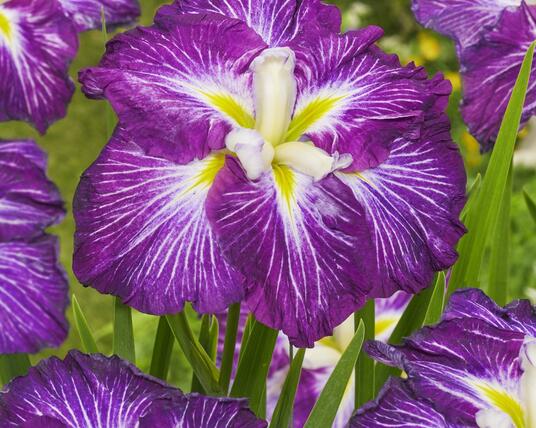 Kyprej vrbice - Lythrum salicaria | Zahradnictví FLOS