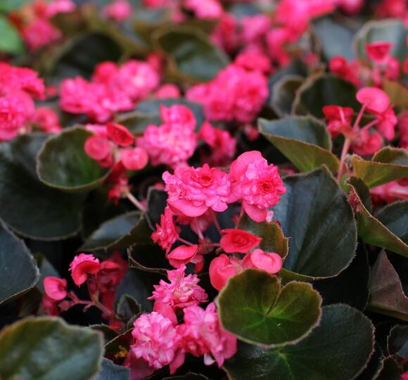 Begónie | Zahradnictví FLOS