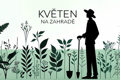 Cist, skalní růže 'Golden Treasure' - Cistus 'Golden Treasure ...