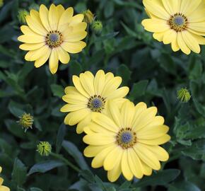 Dvoutvárky | Zahradnictví FLOS