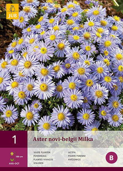 Hvězdnice novobelgická 'Milka' - Aster novi-belgii 'Milka' | Zahradnictví FLOS