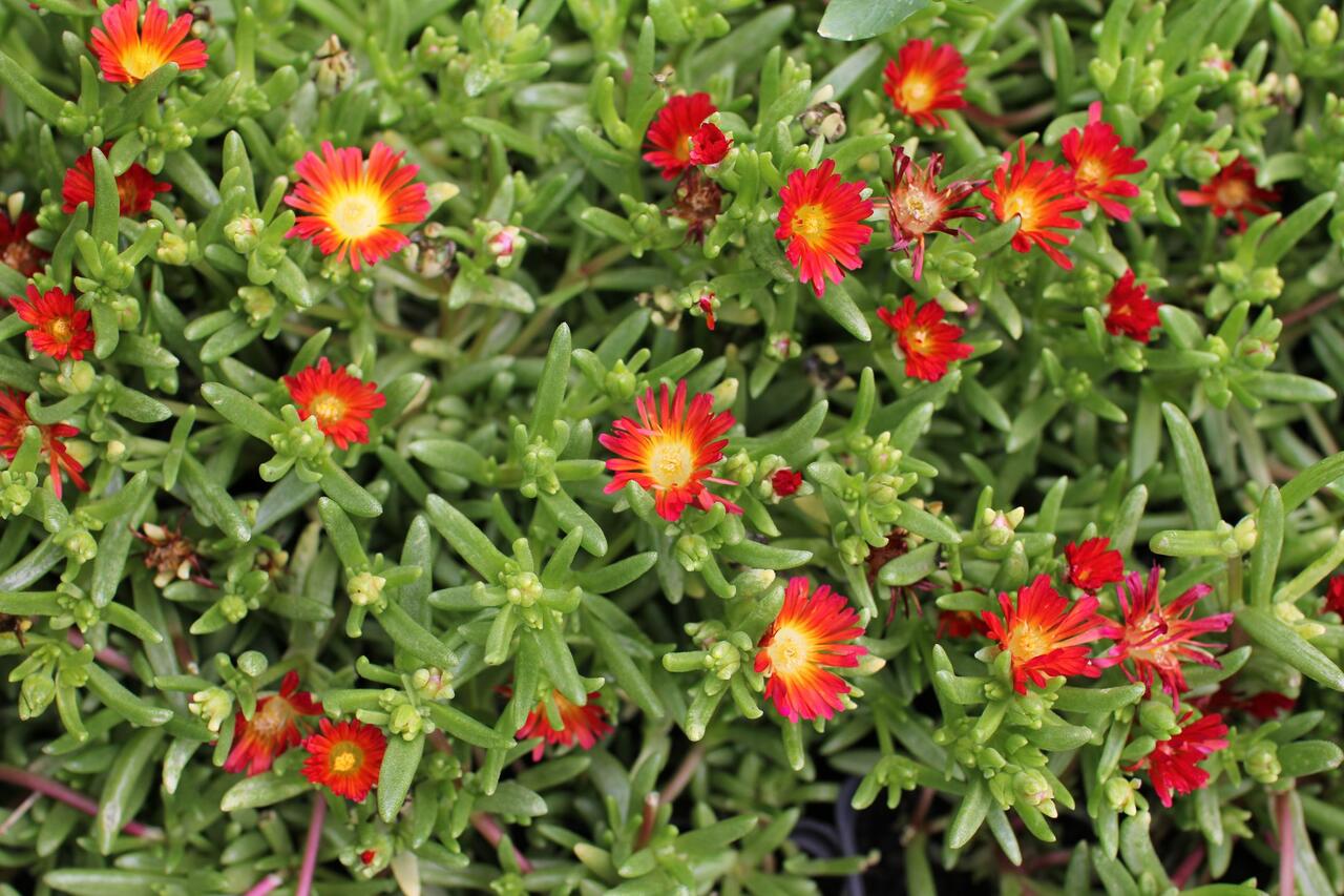 Kosmatec 'Suntropics Red' - Delosperma cultivars 'Suntropics Red ...