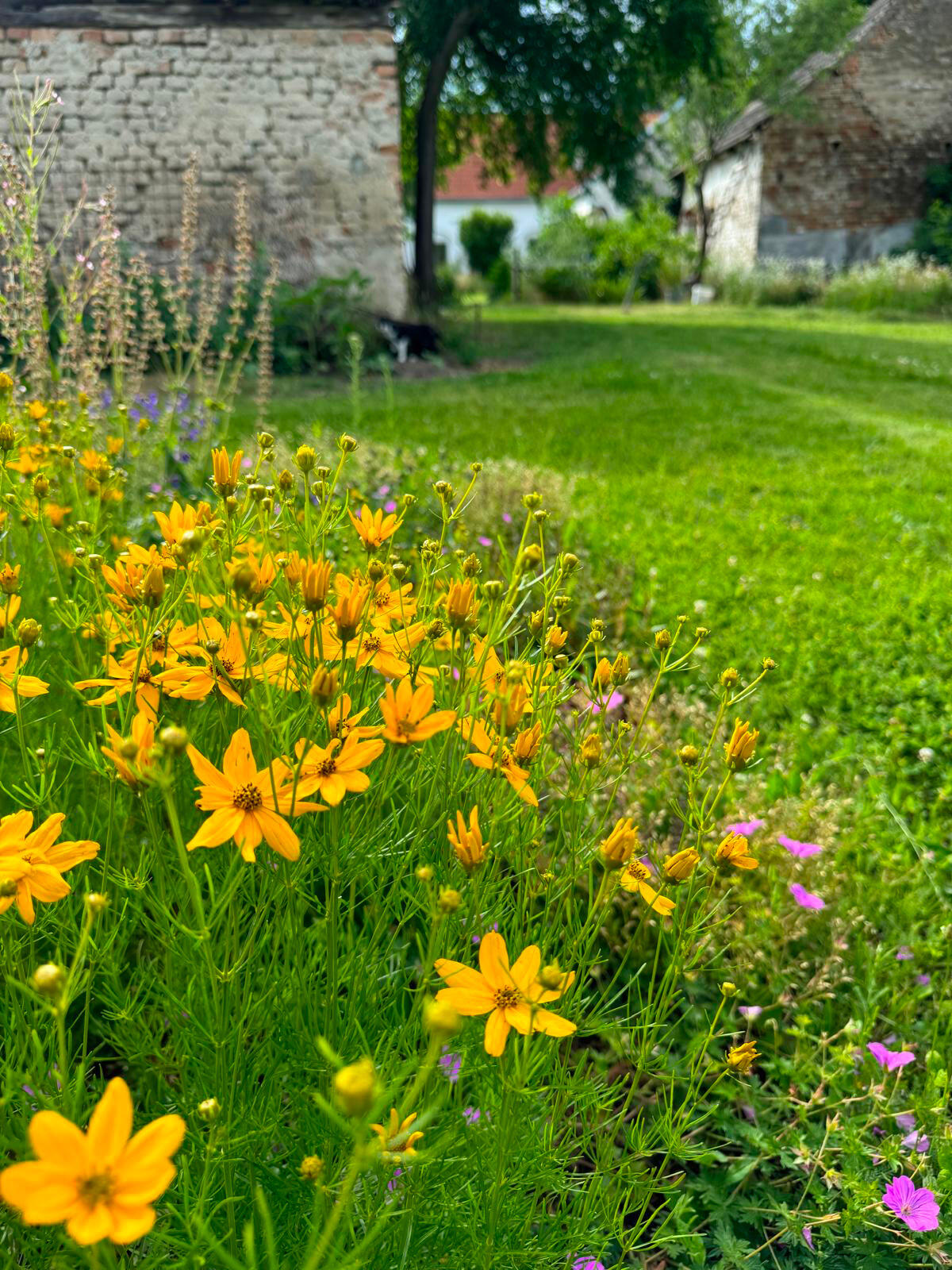 Tipy na žlutě kvetoucí trvalky | Všechny články