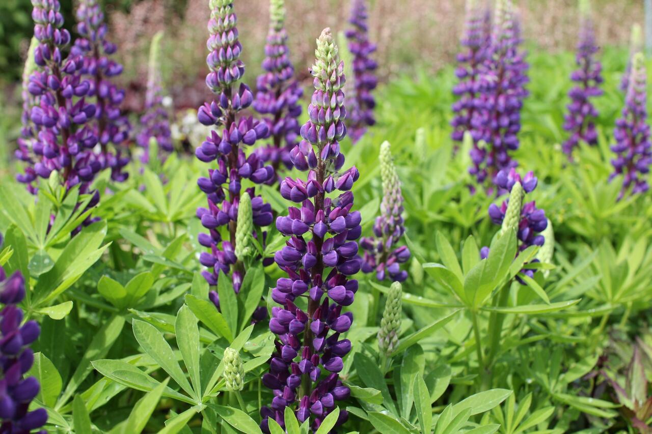Lupina mnoholistá 'Tower Blue - White' - Lupinus pollyphylus 'Tower ...