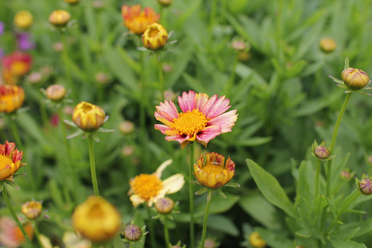 Krásnoočko velkokvěté Solanna 'Sunset Burst' - Coreopsis grandiflora ...
