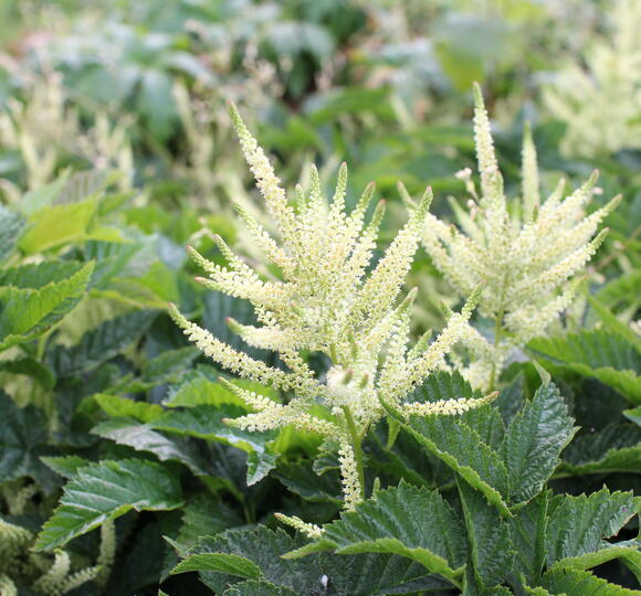 Sazenice udatný - aruncus | Zahradnictví FLOS